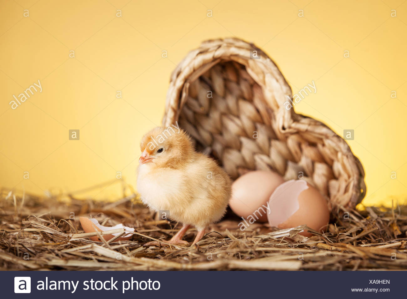 Baby In Broken Egg High Resolution Stock Photography and Images - Alamy