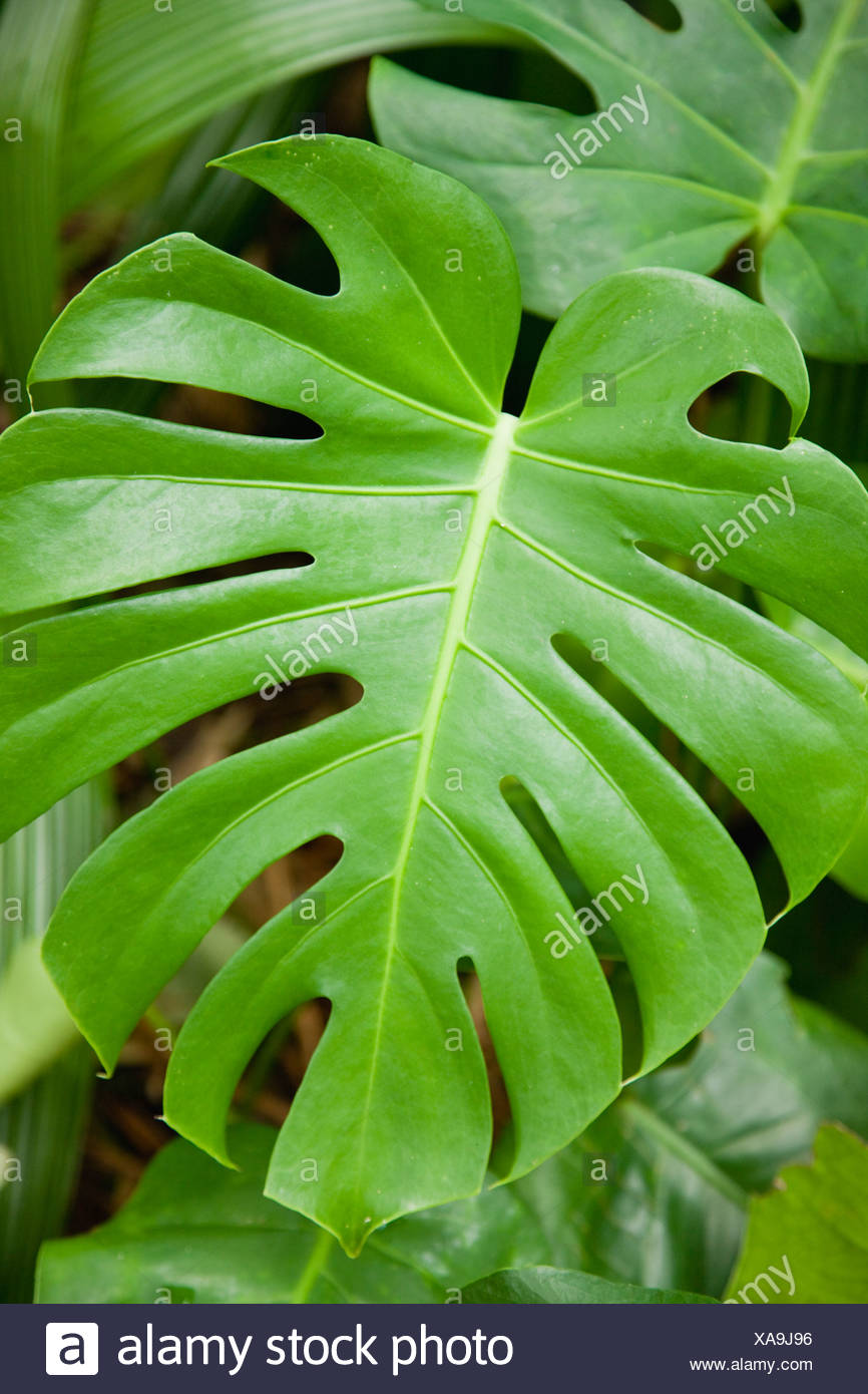 Monstera Deliciosa High Resolution Stock Photography and Images - Alamy