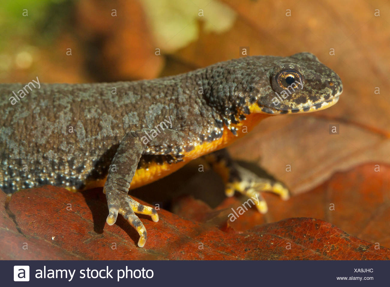 Berg Molch High Resolution Stock Photography and Images - Alamy