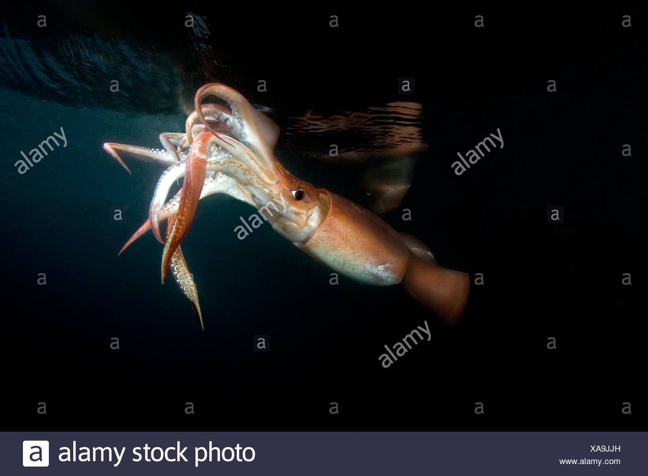 Dosidicus Gigas Stock Photos & Dosidicus Gigas Stock Images - Alamy