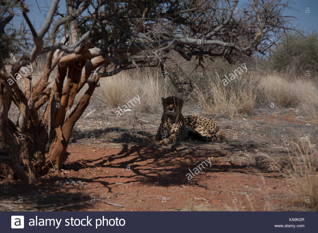 Cheetah Under A Tree Stock Photos & Cheetah Under A Tree Stock Images ...