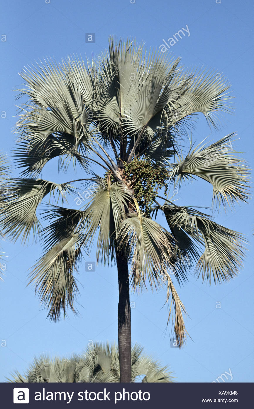 Borassus Aethiopum High Resolution Stock Photography and Images - Alamy