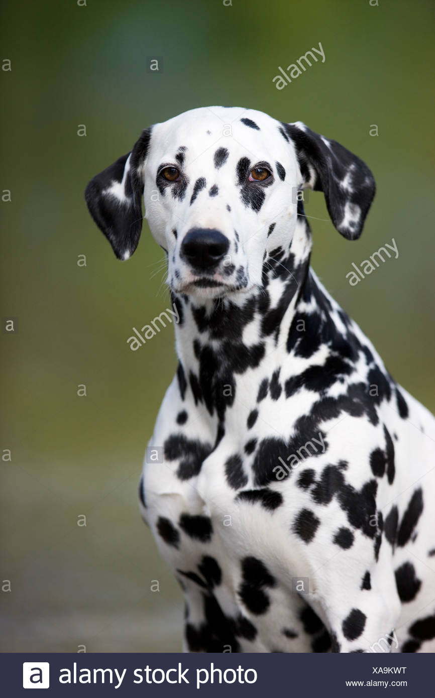 Dalmatian Portrait High Resolution Stock Photography and Images - Alamy