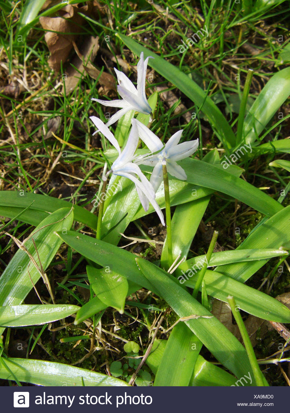 White Squill Scilla High Resolution Stock Photography and Images - Alamy