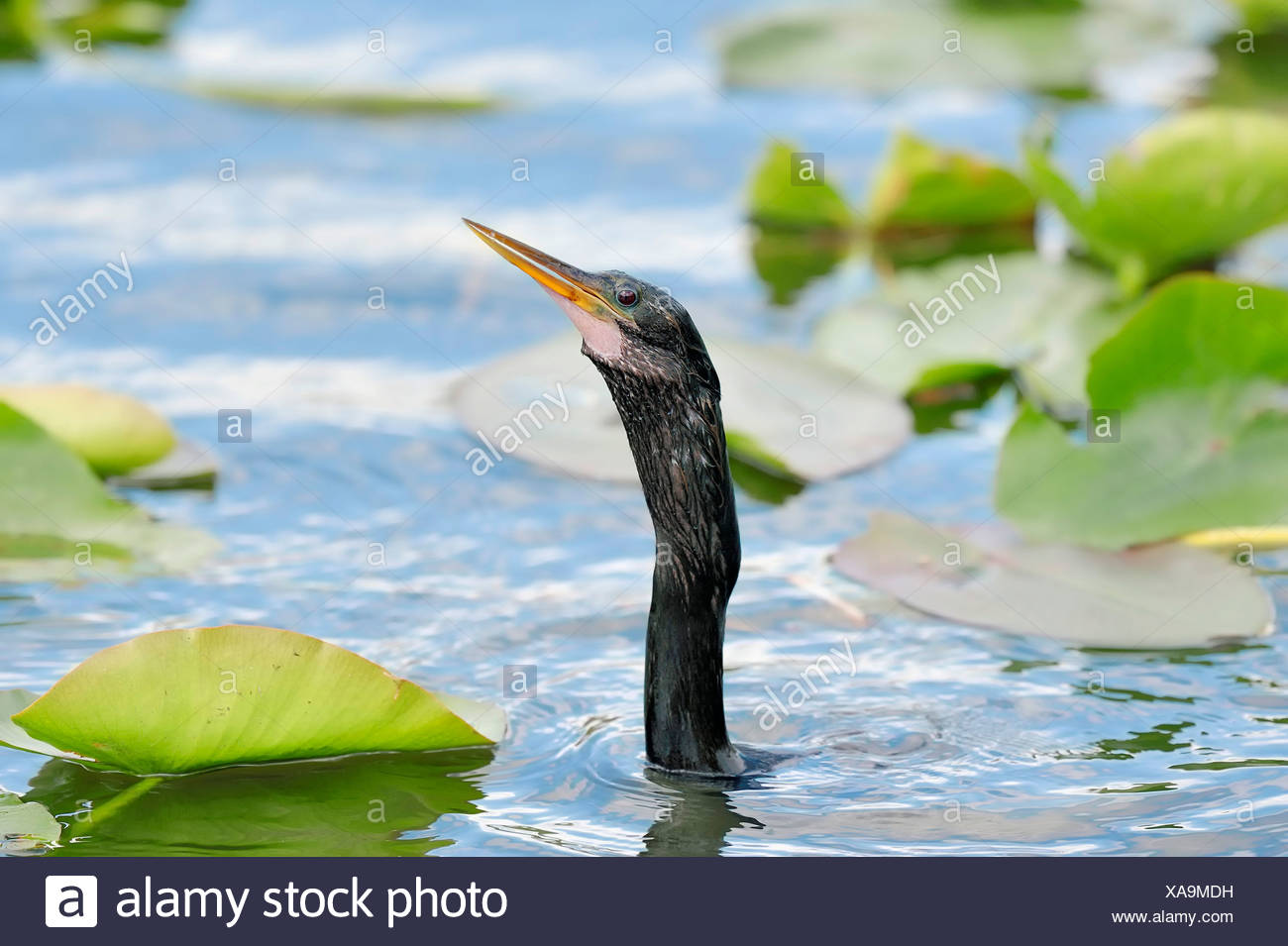 Snake Bird High Resolution Stock Photography and Images - Alamy