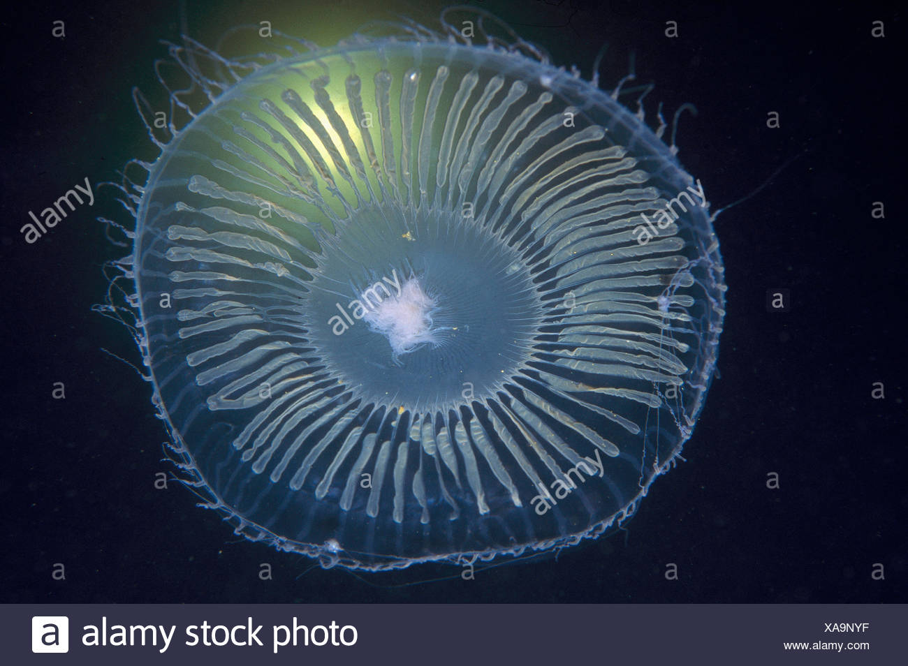 Aequorea Aequorea High Resolution Stock Photography and Images - Alamy