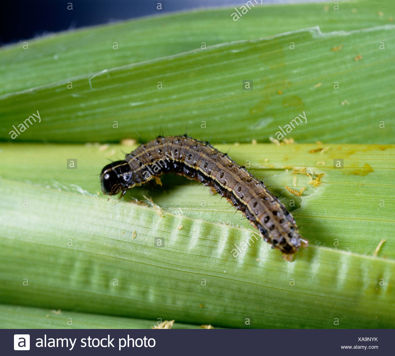 Spodoptera Frugiperda Stock Photos & Spodoptera Frugiperda Stock Images ...