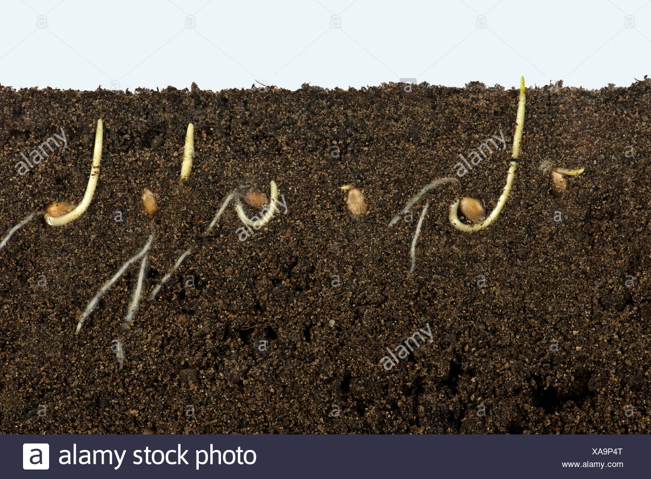 Germinating Wheat Seedlings High Resolution Stock Photography and ...