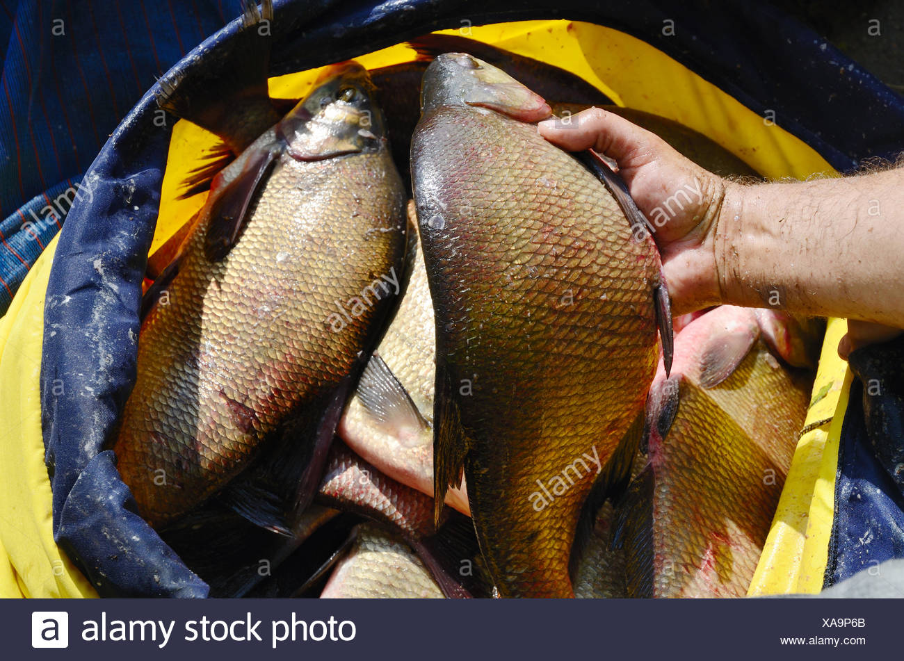 Freshwater Bream Stock Photos & Freshwater Bream Stock Images - Alamy