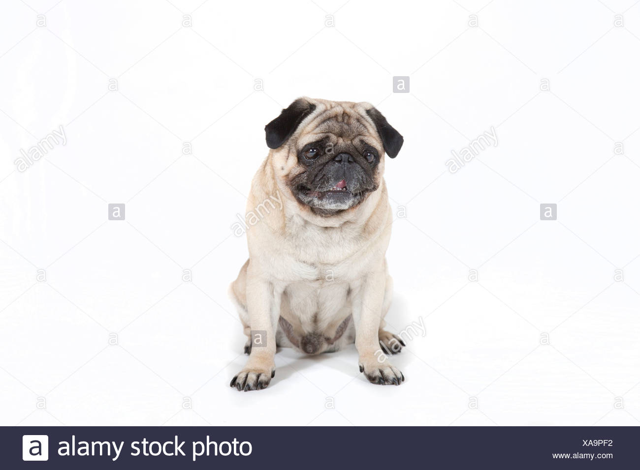 Fat Pug High Resolution Stock Photography and Images - Alamy