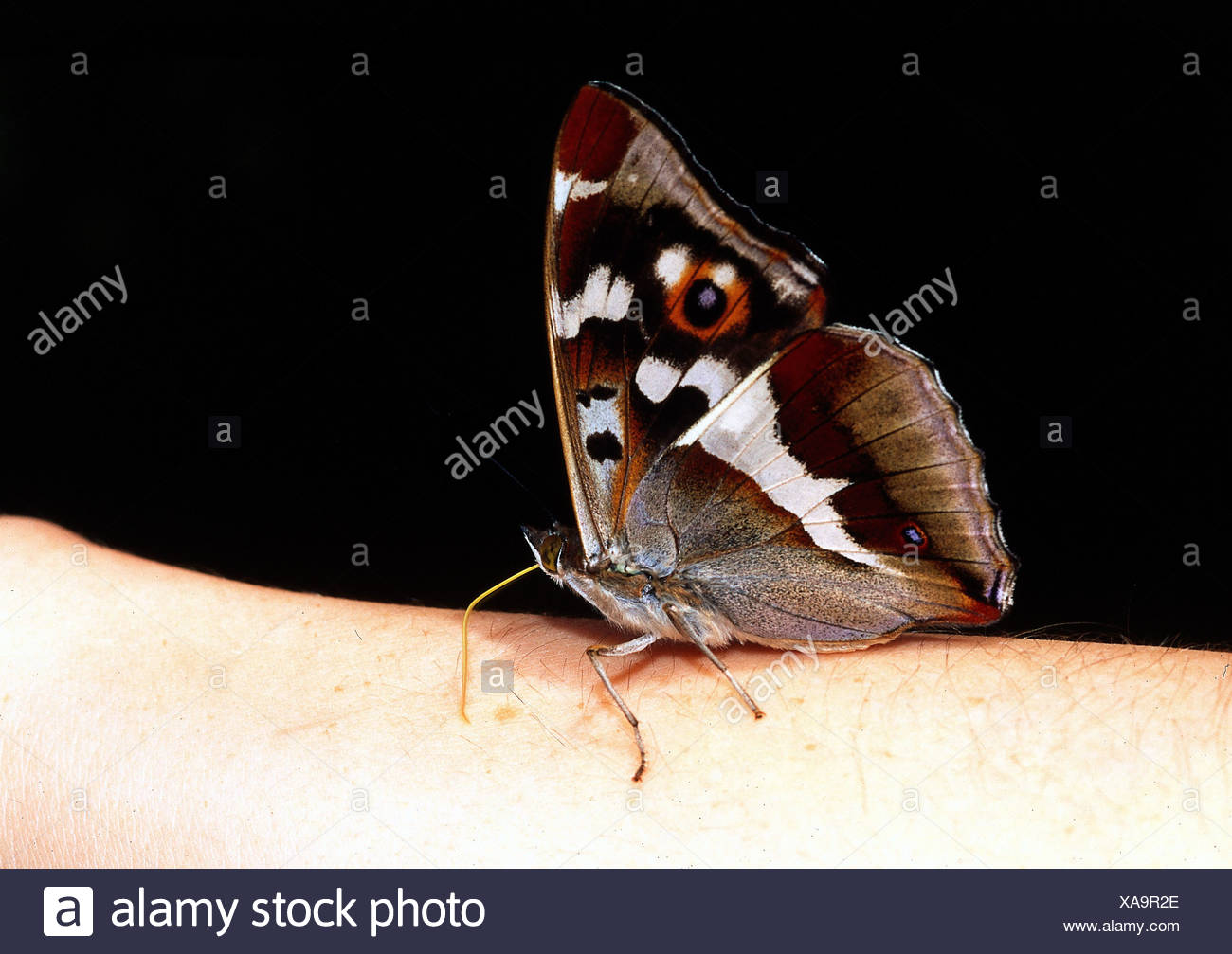 Temperate Insect High Resolution Stock Photography and Images - Alamy