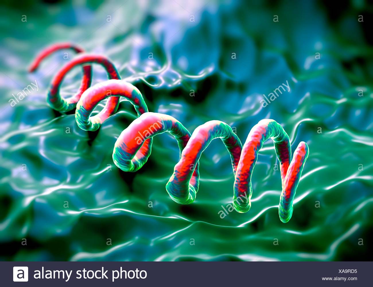 Treponema Pallidum High Resolution Stock Photography and Images - Alamy