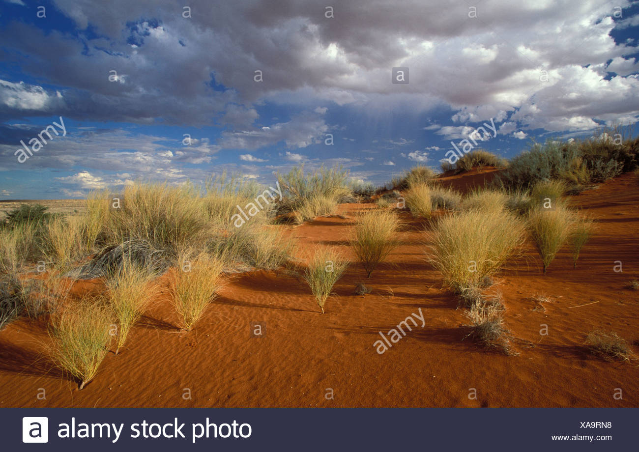 Kalahari Plants High Resolution Stock Photography and Images - Alamy