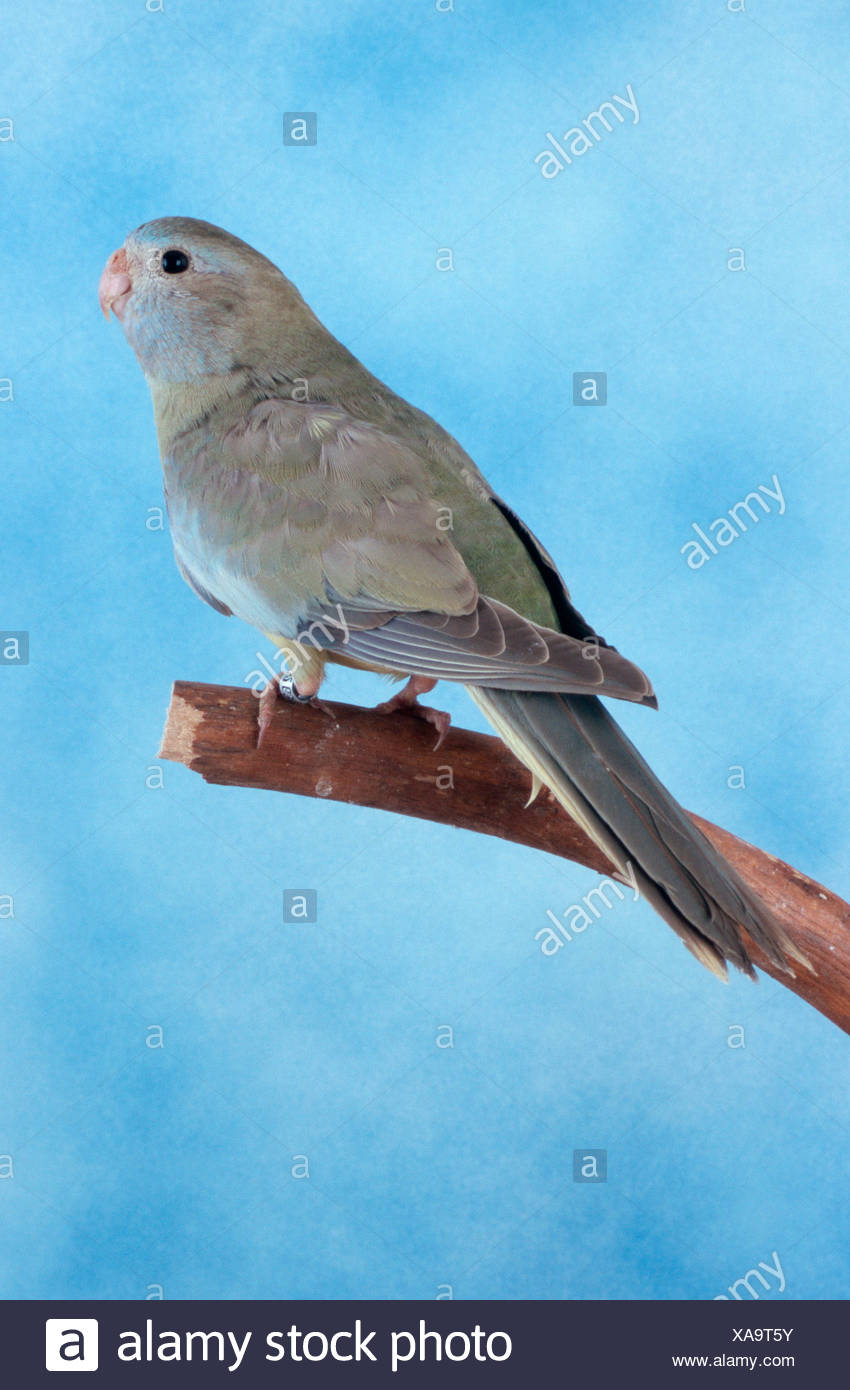 Scarlet Chested Parrot Stock Photos & Scarlet Chested Parrot Stock ...