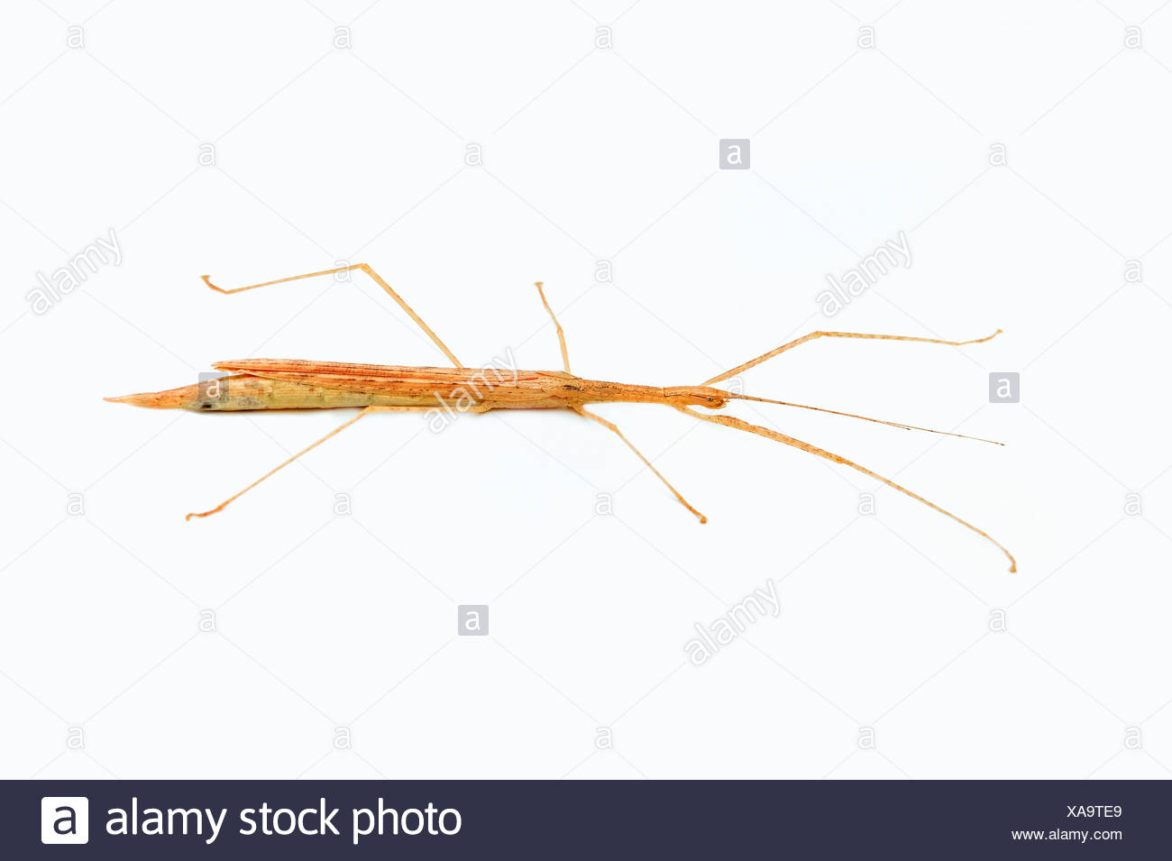 Winged Stick Insect High Resolution Stock Photography and Images - Alamy