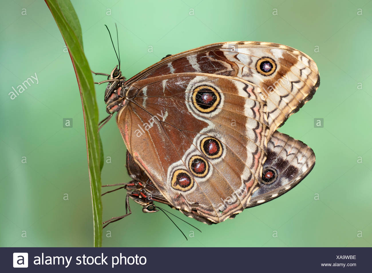 Peleides High Resolution Stock Photography and Images - Alamy