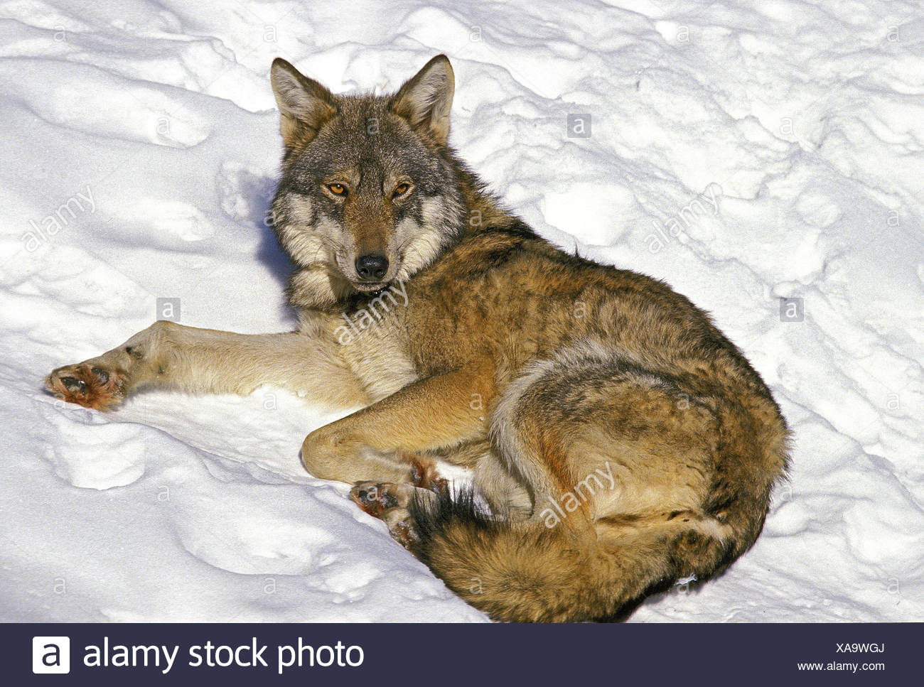 Wolf Laying Down High Resolution Stock Photography and Images - Alamy