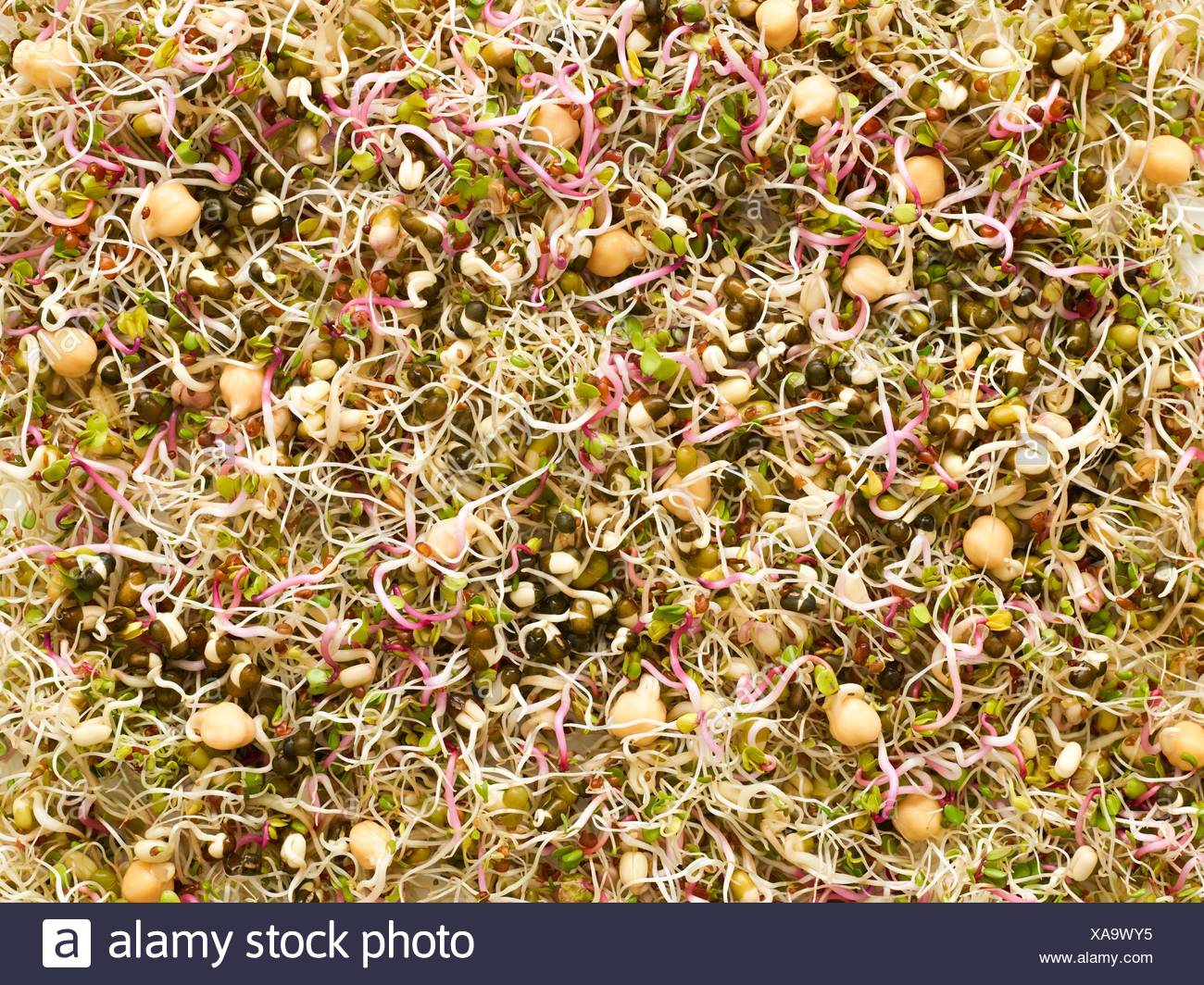 Sprouting Bean High Resolution Stock Photography and Images - Alamy