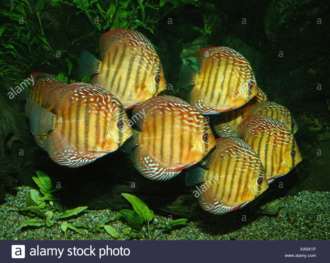 Brown Discus Symphysodon Aequifasciata High Resolution Stock ...