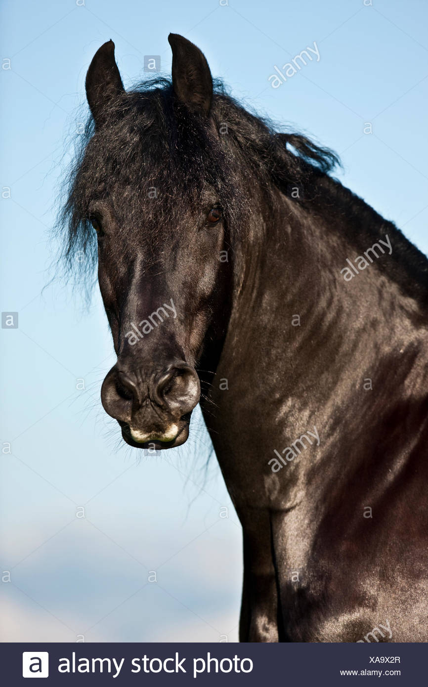 Friesian Horse Stock Photos & Friesian Horse Stock Images - Alamy