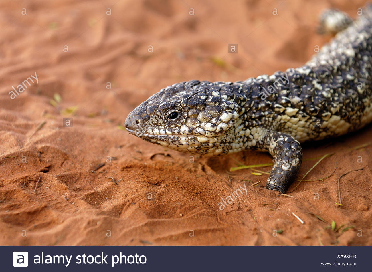 Trachydosaurus Rugosus Stock Photos & Trachydosaurus Rugosus Stock ...