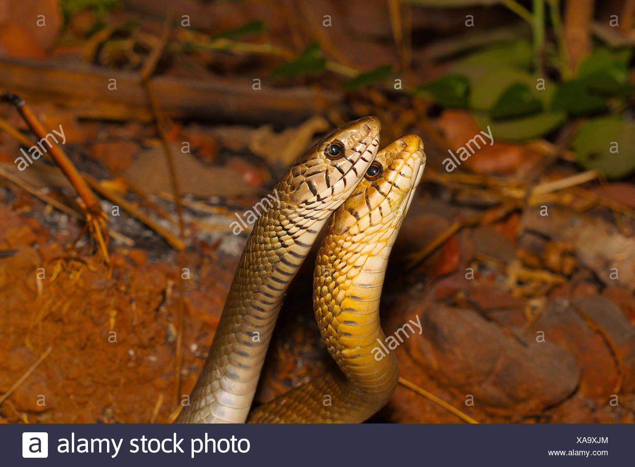 Snakes Of Maharashtra High Resolution Stock Photography and Images - Alamy