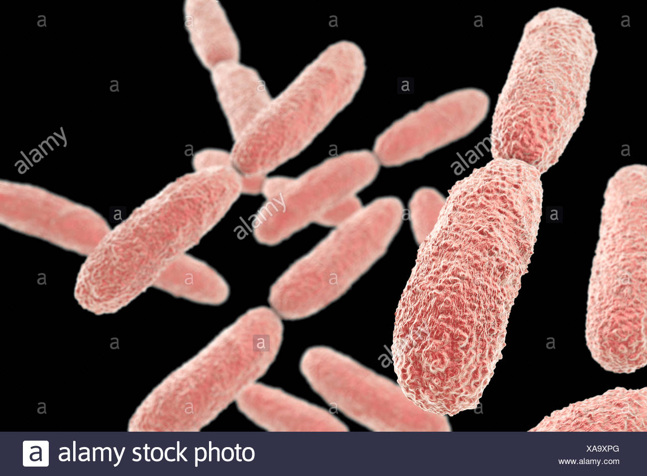 Klebsiella Pneumoniae High Resolution Stock Photography and Images - Alamy