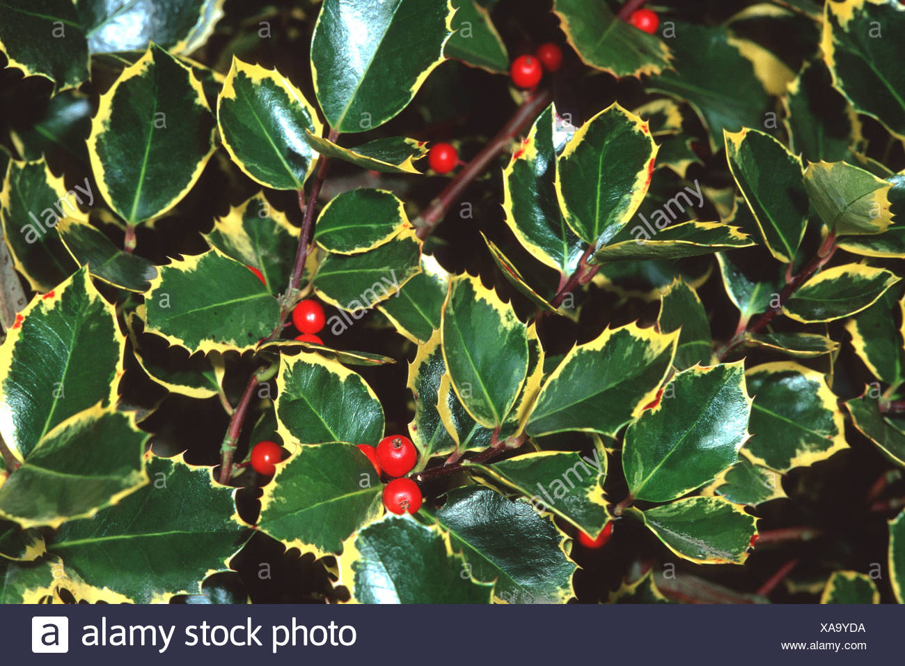 Variegated Holly Ilex Aquifolium High Resolution Stock Photography and ...