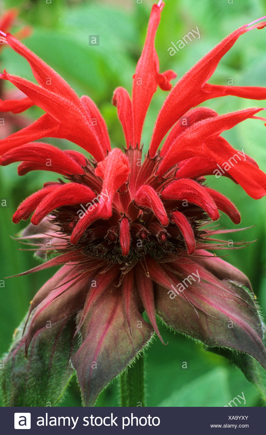 Monarda Squaw Stock Photos & Monarda Squaw Stock Images - Alamy