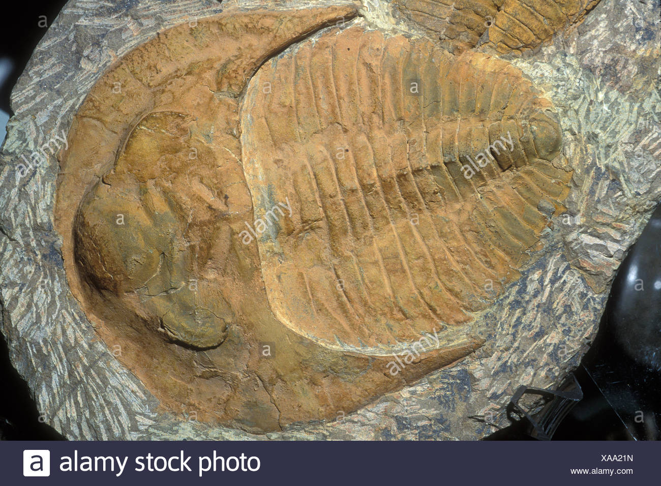 Trilobite Cambrian Stock Photos & Trilobite Cambrian Stock Images - Alamy