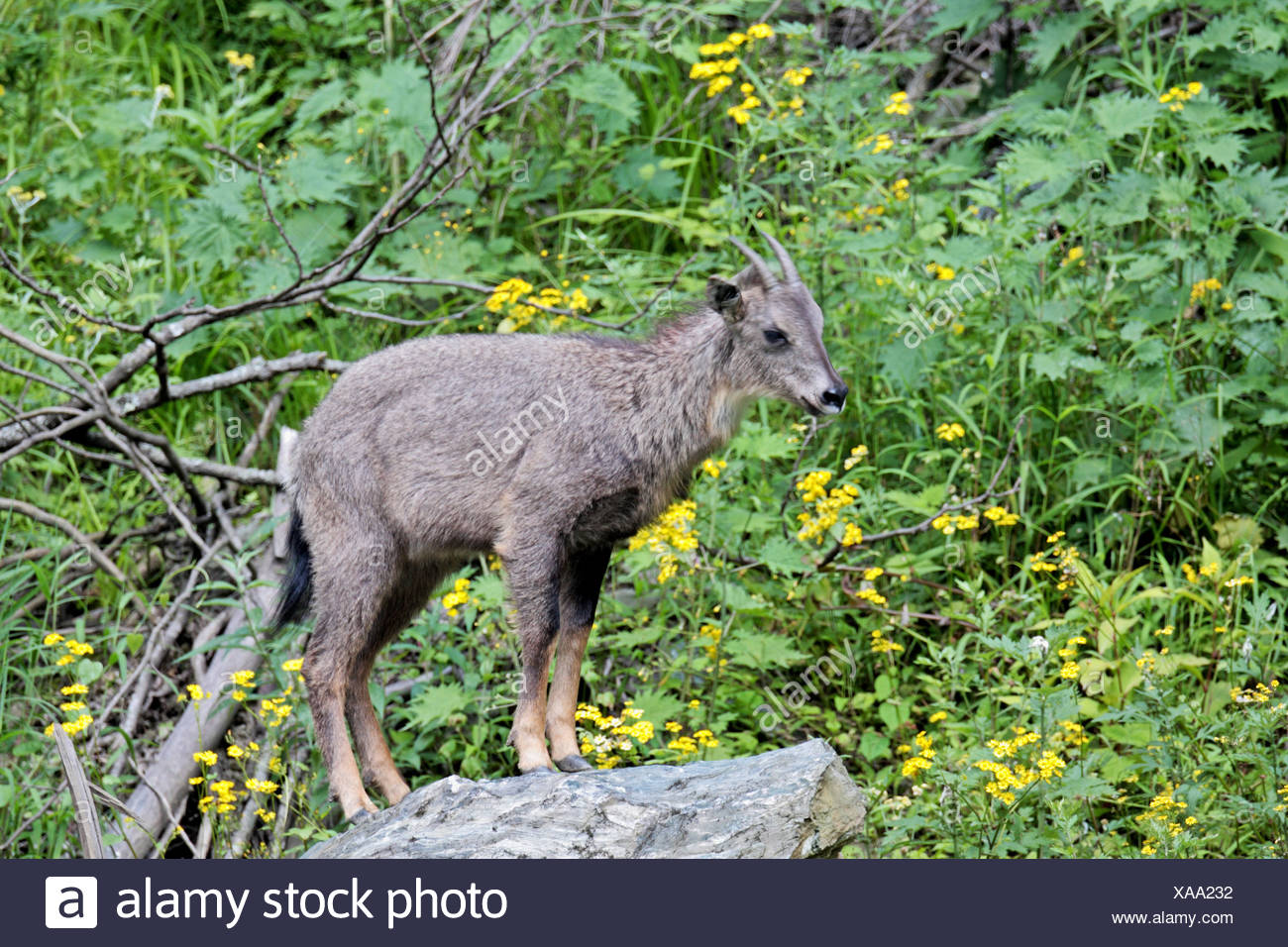 Long Tailed Goral High Resolution Stock Photography and Images - Alamy