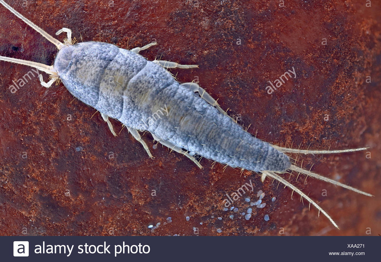 Silverfishes High Resolution Stock Photography and Images - Alamy
