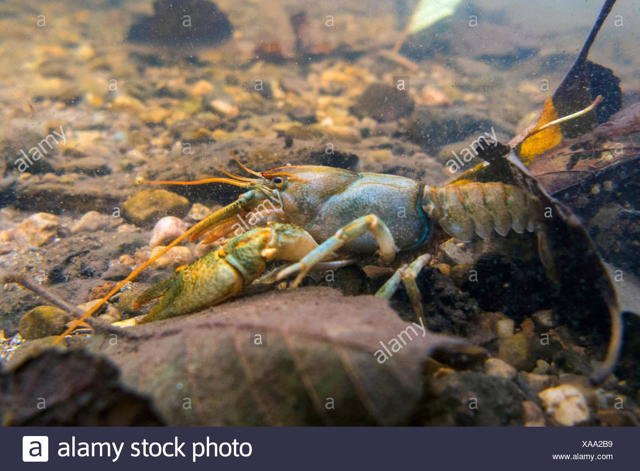Crayfish Habitat Stock Photos & Crayfish Habitat Stock Images - Alamy