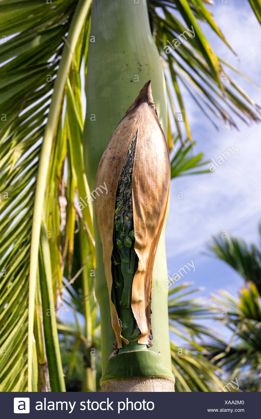 Palm Seed Stock Photos & Palm Seed Stock Images - Alamy