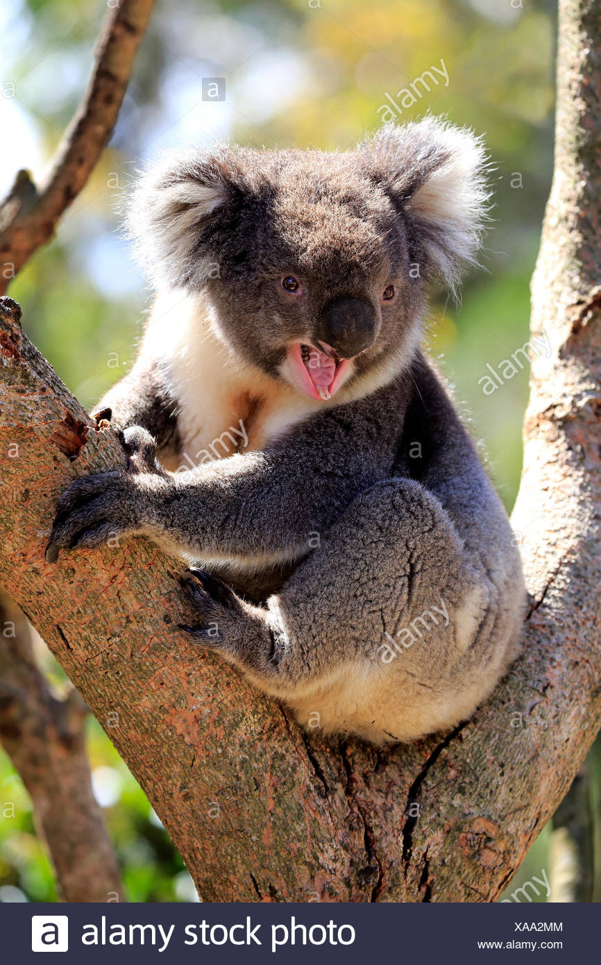 Koala Yawning High Resolution Stock Photography and Images - Alamy