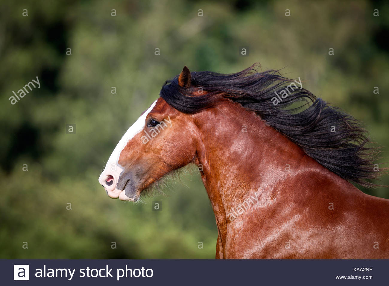 Shire Horse Portrait High Resolution Stock Photography and Images - Alamy