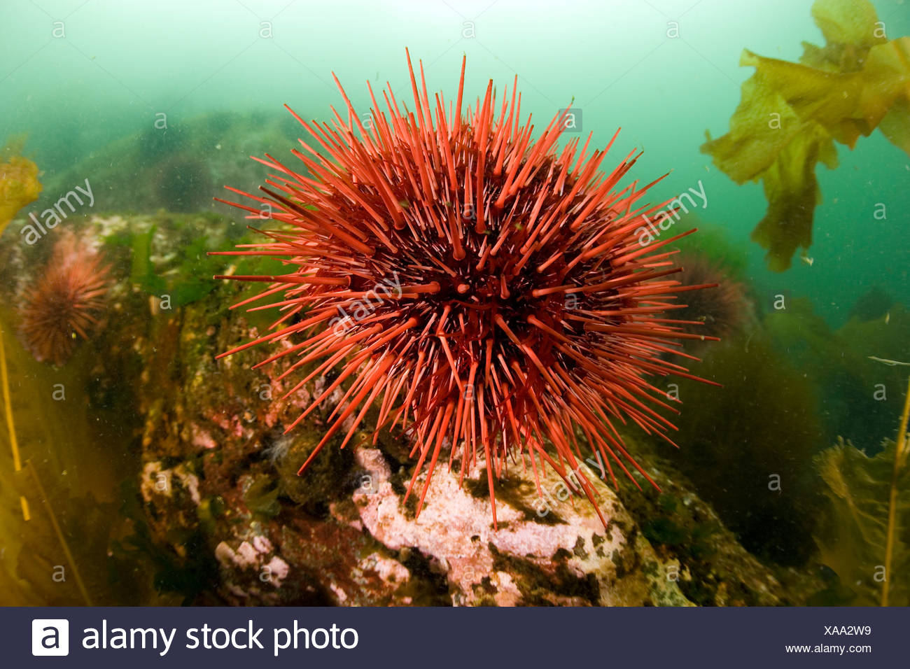 Strongylocentrotidae High Resolution Stock Photography and Images - Alamy