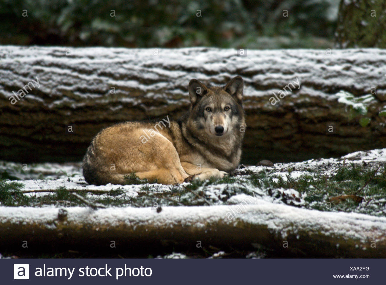 Wolf Sitting High Resolution Stock Photography and Images - Alamy