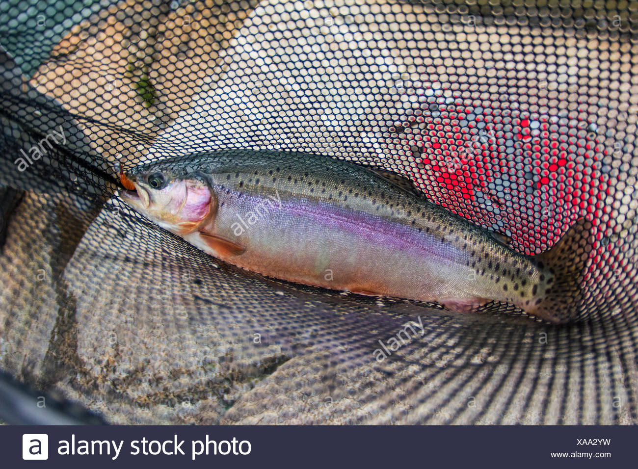 Fishing Net Full Of Fish High Resolution Stock Photography and Images ...
