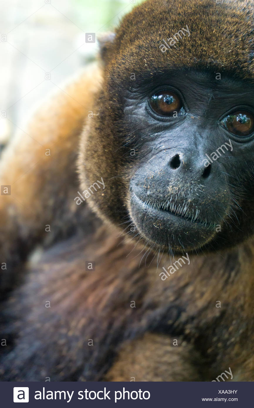 Common Woolly Monkey Stock Photos & Common Woolly Monkey Stock Images ...