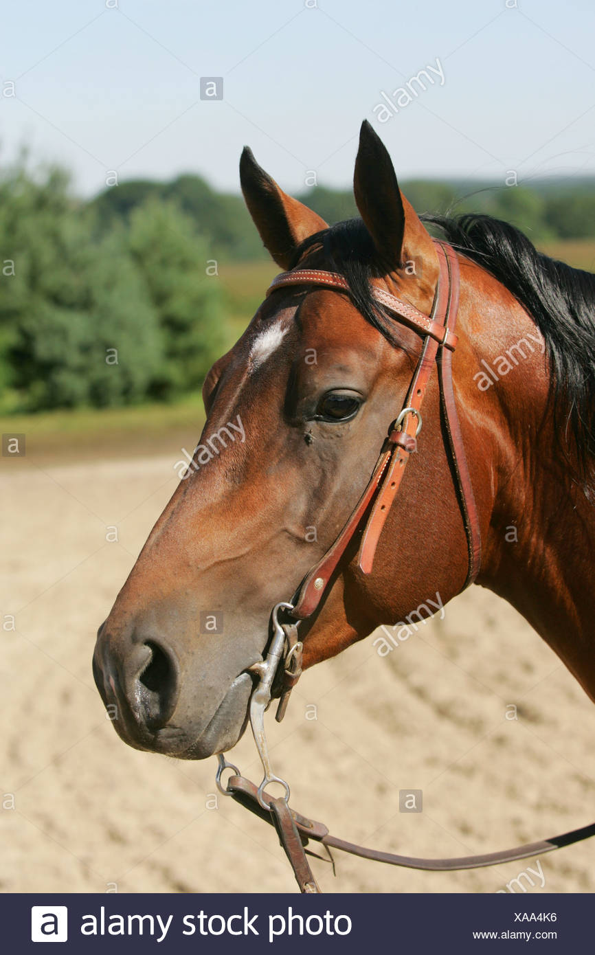 Horse Wearing Bridle High Resolution Stock Photography and Images - Alamy