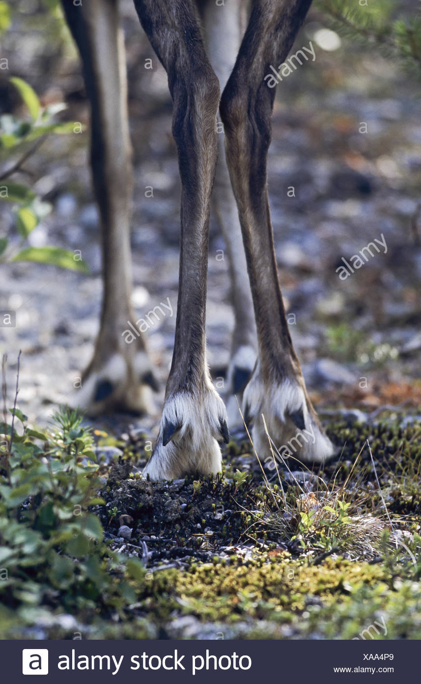Europaeisches Ren High Resolution Stock Photography and Images - Alamy