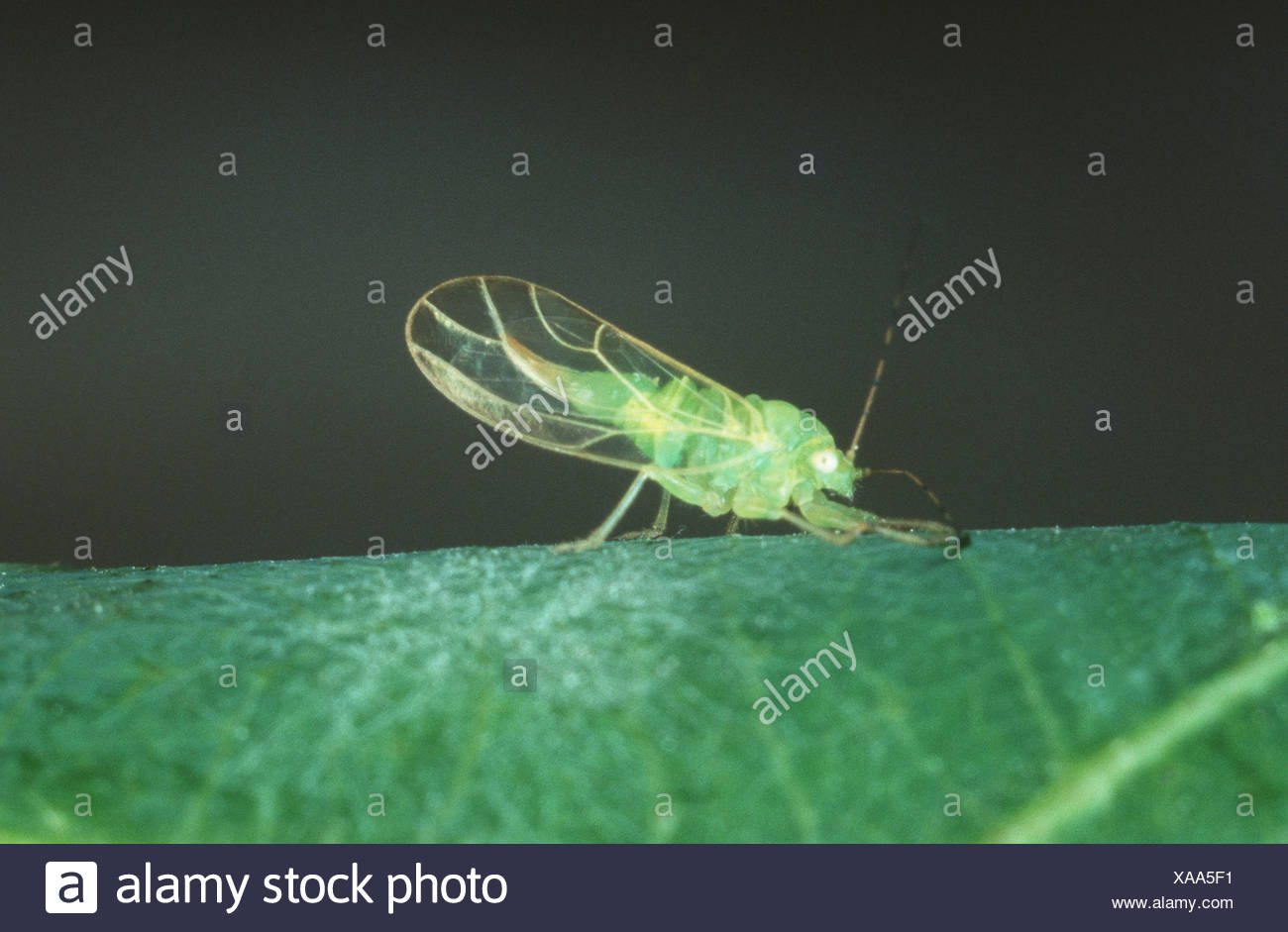 Psylla Mali High Resolution Stock Photography and Images - Alamy