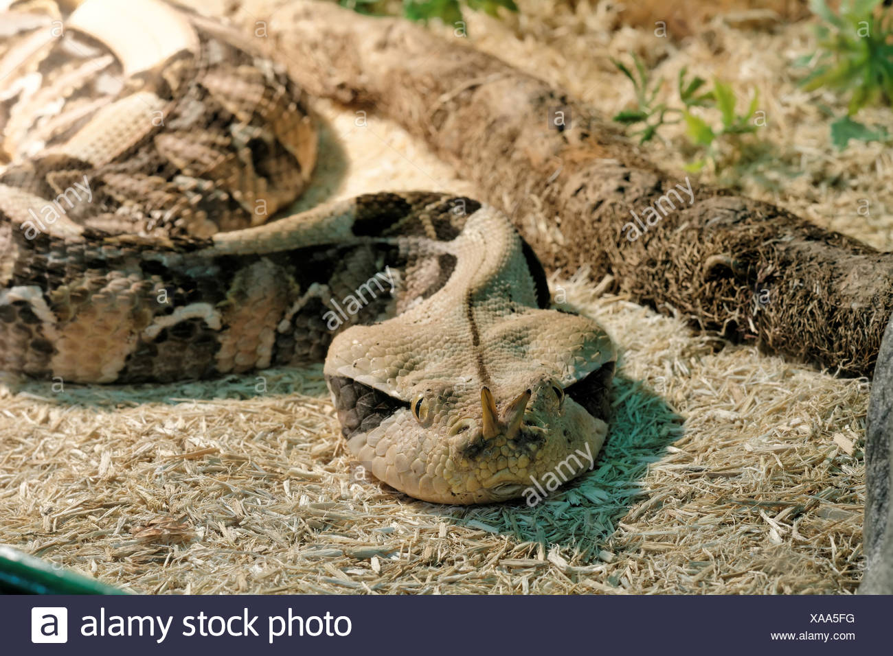 Gaboon Viper Fang High Resolution Stock Photography and Images - Alamy