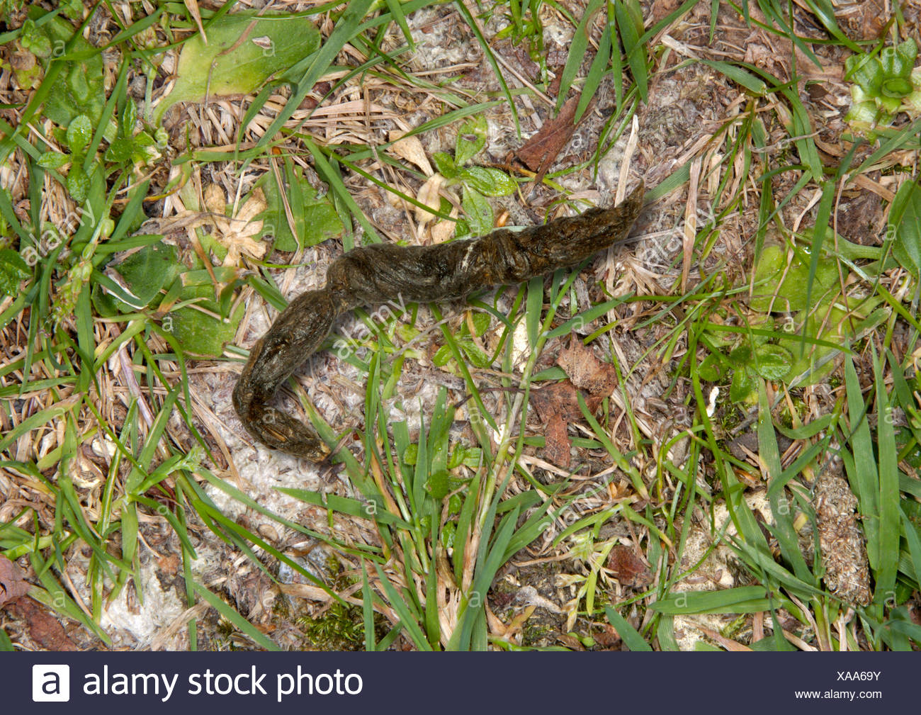 Dropping Droppings Poo High Resolution Stock Photography and Images - Alamy