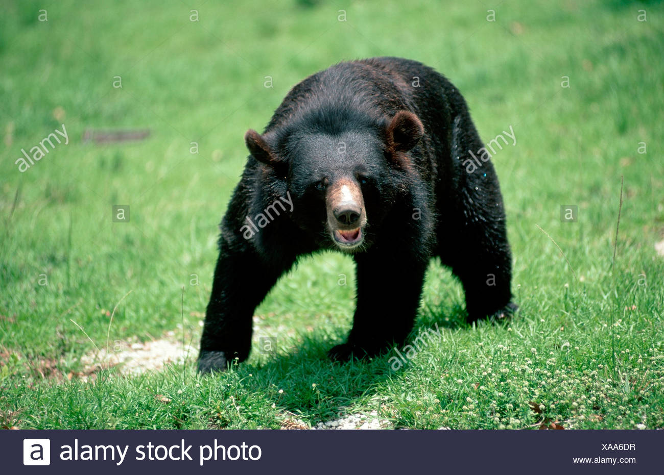 Himalayan Bear Bears High Resolution Stock Photography and Images - Alamy