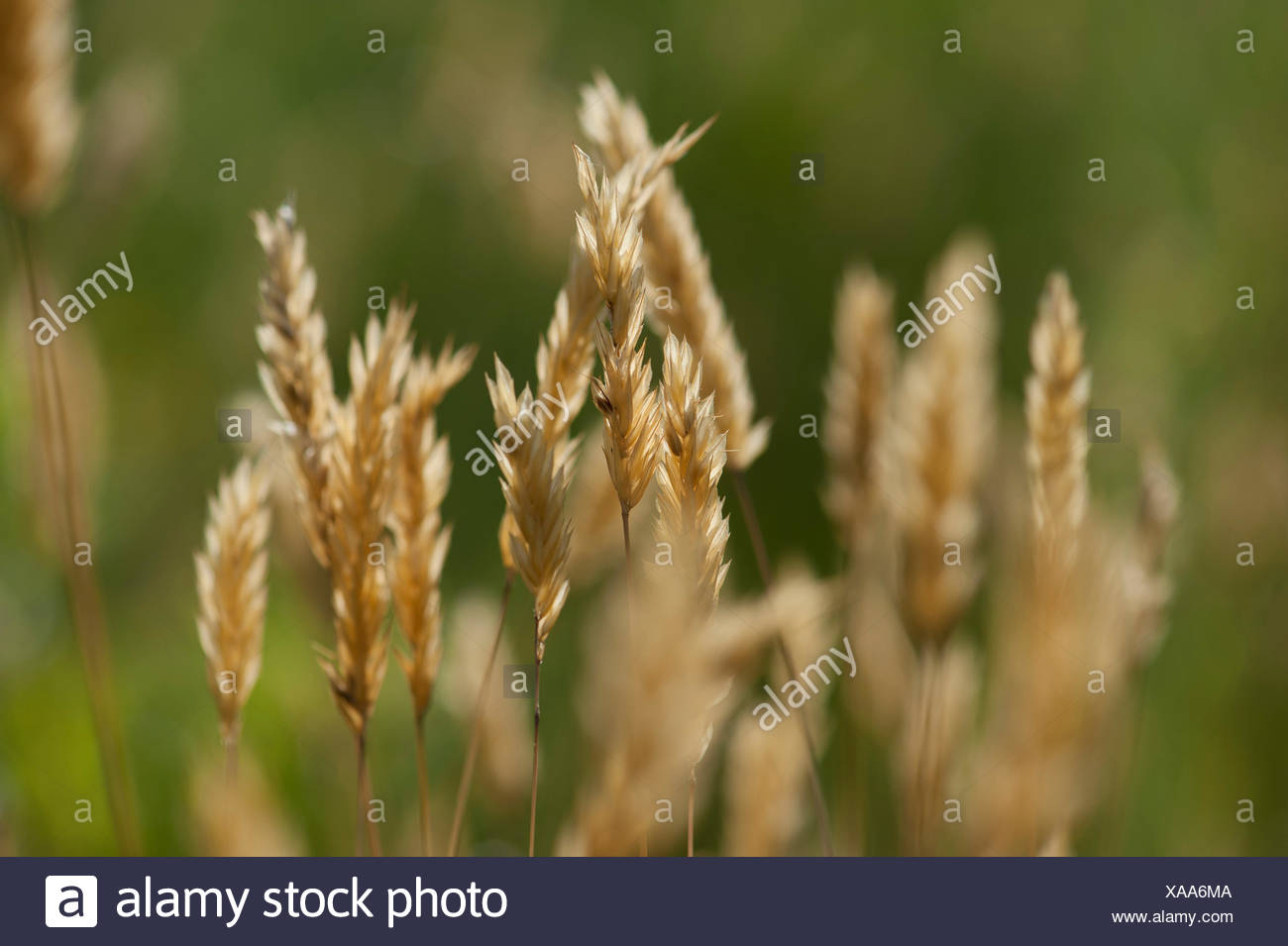 Sweet Vernal Grass High Resolution Stock Photography and Images - Alamy