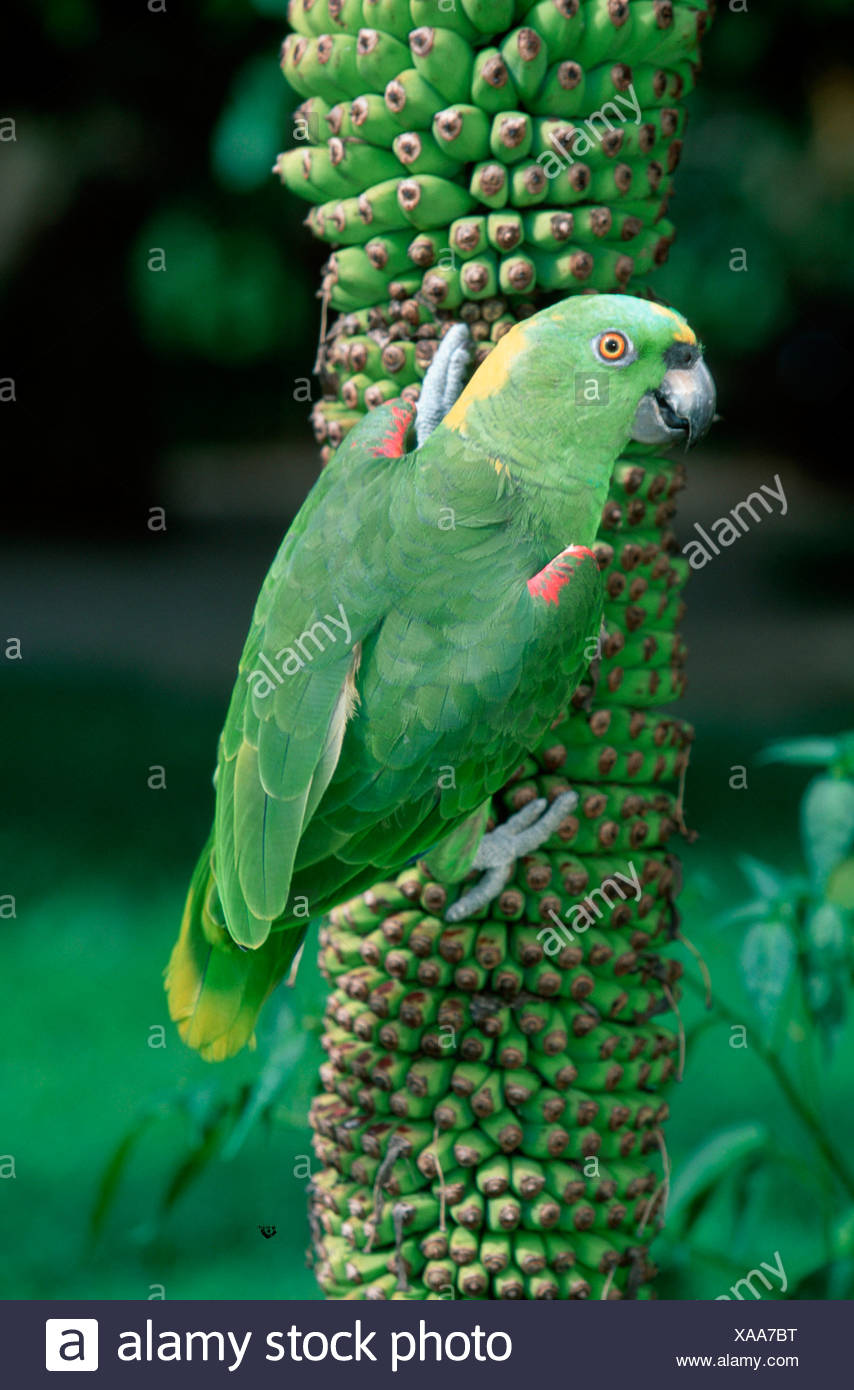 Gelbnacken Amazone High Resolution Stock Photography and Images - Alamy