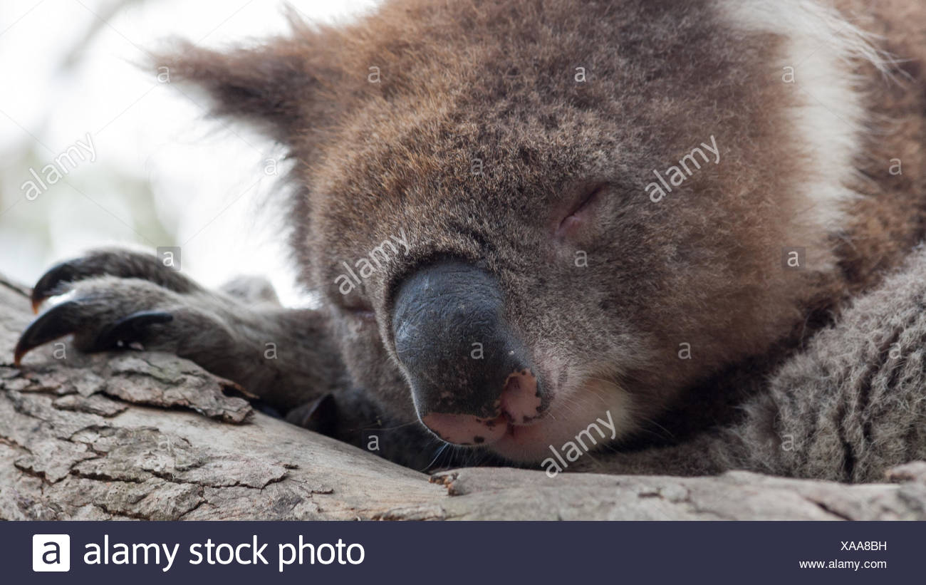 Animal Sleeping In A Tree High Resolution Stock Photography and Images ...