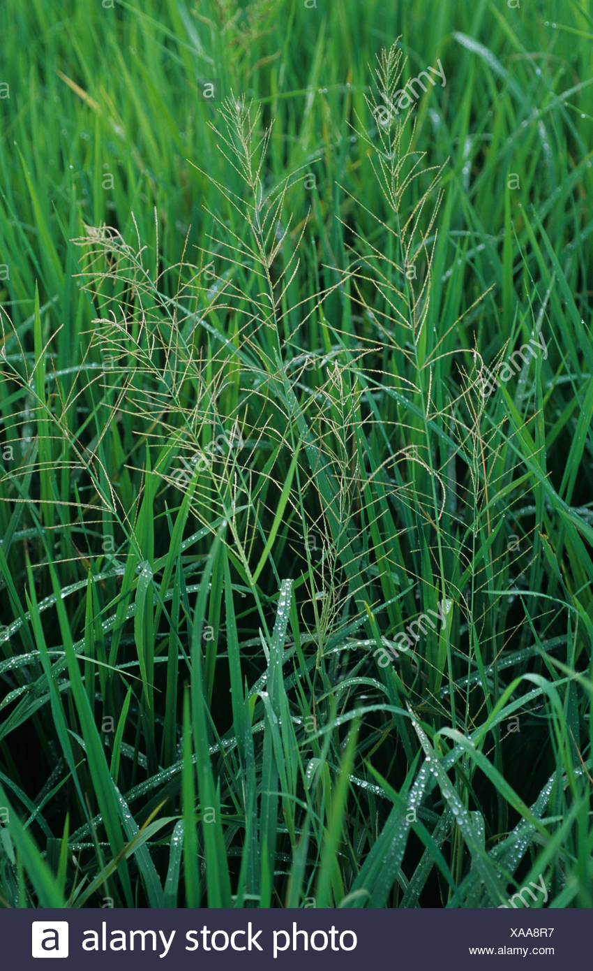 Spangletop High Resolution Stock Photography and Images - Alamy